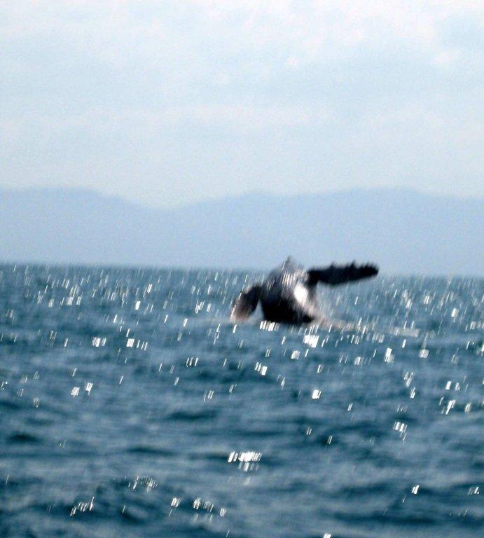 Humpback Breech – Rachel Keil